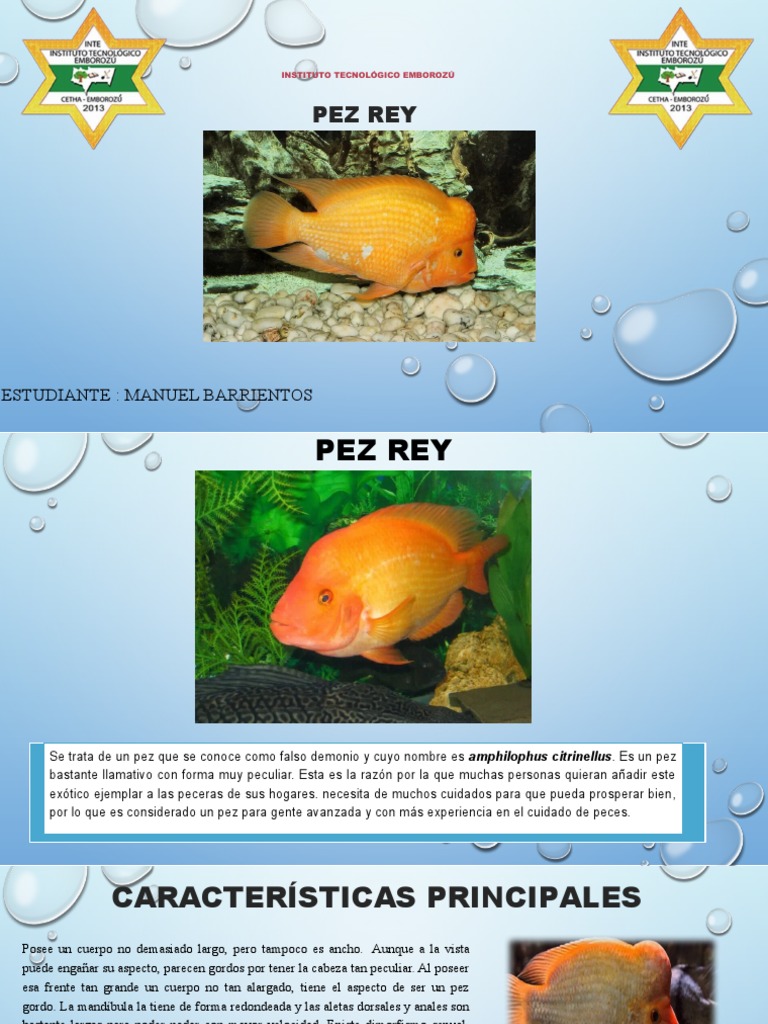 Un análisis detallado del pez rey, sus características y cuidados | PDF ...