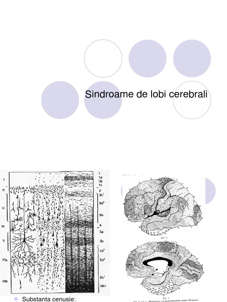 Kineto Lobii Cerebrali | PDF | Frontal Lobe | Cerebral Cortex
