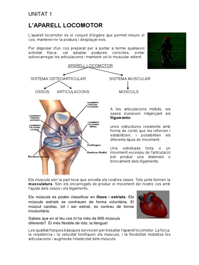 U.1 Aparell Locomotor | PDF