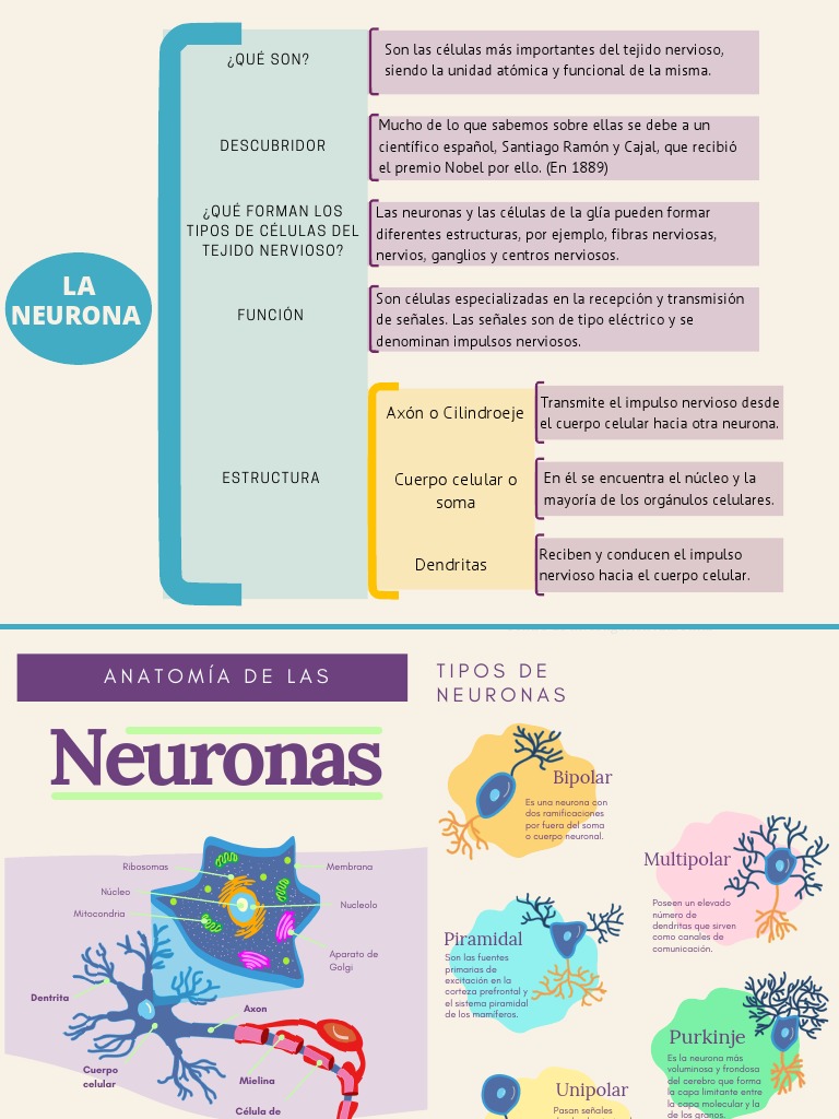 La Neurona | PDF | Neurona | Axon