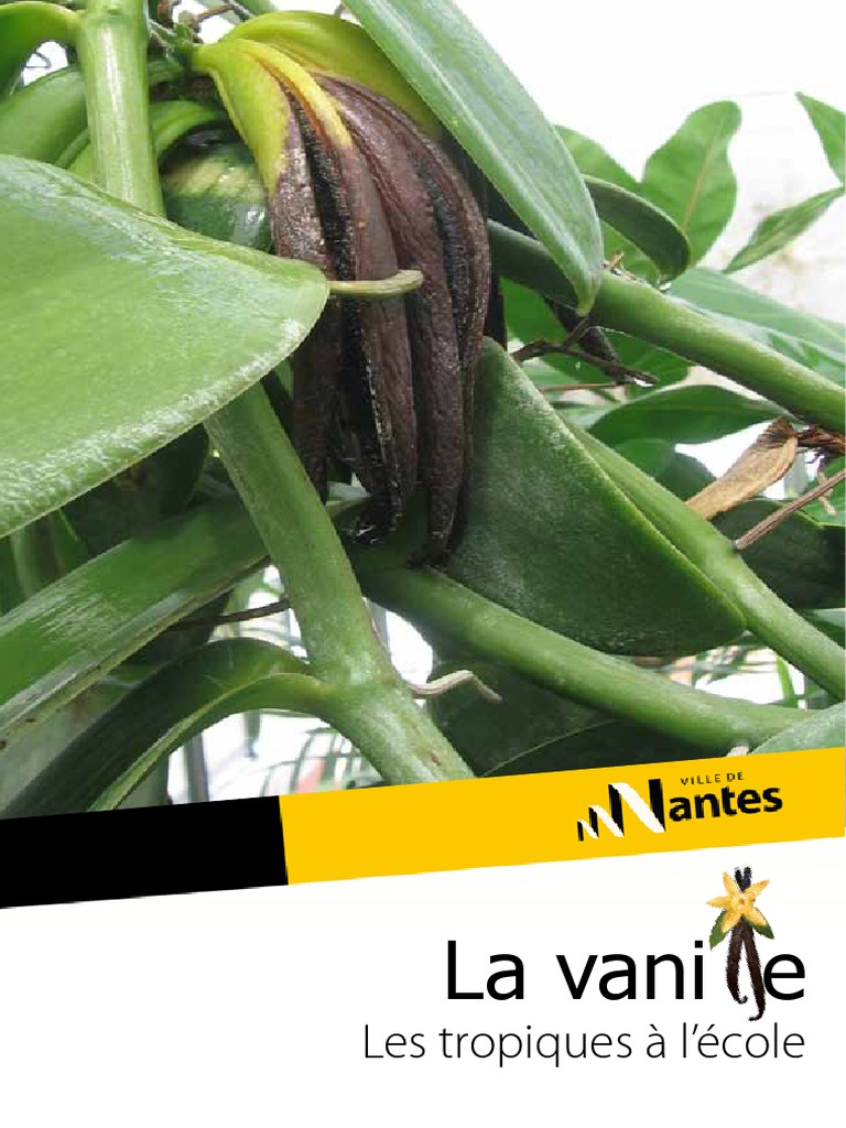 Vanille | PDF | Vanille | Fleurs