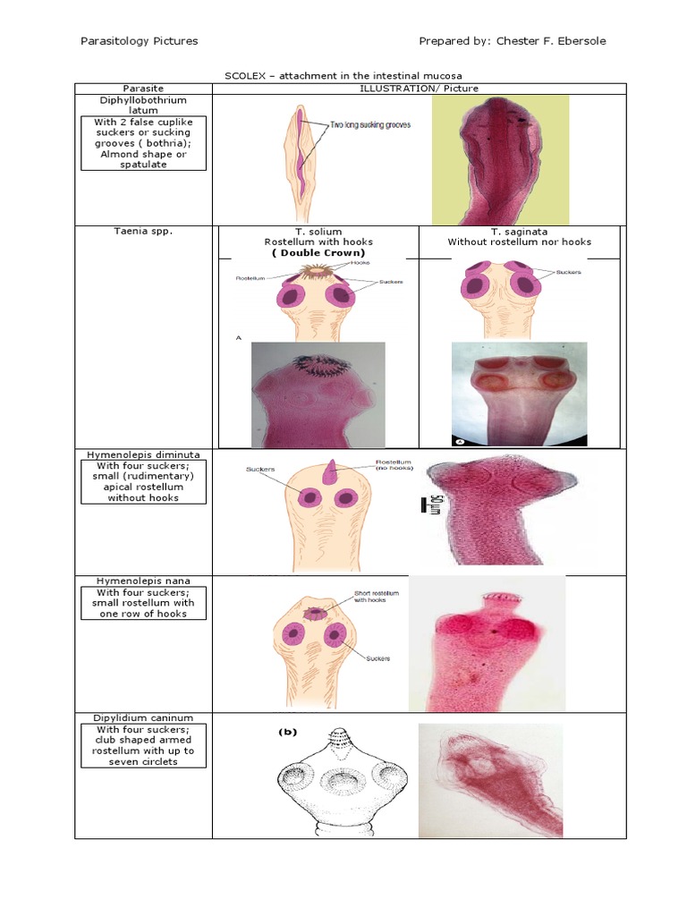 Cestode Picture 2020 Lab | PDF | Medical Specialties | Protostomes