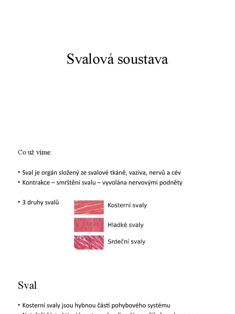 Svalová Soustava | PDF