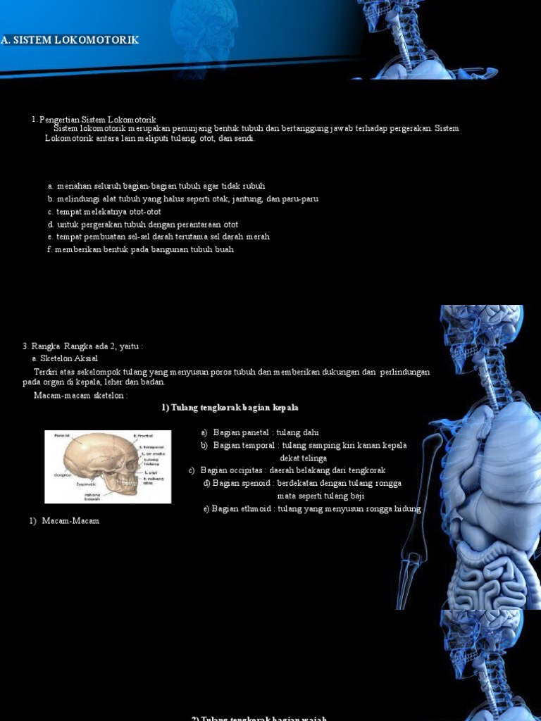 Pert4 PPT Sistem Lokomotorik | PDF | Sains & Matematika
