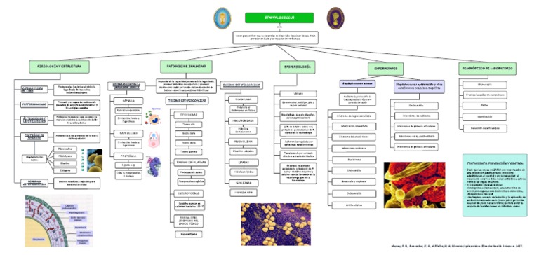 Mapa Conceptual #4 - Grupo C2 | PDF | Staphylococcus Aureus | Microbiología