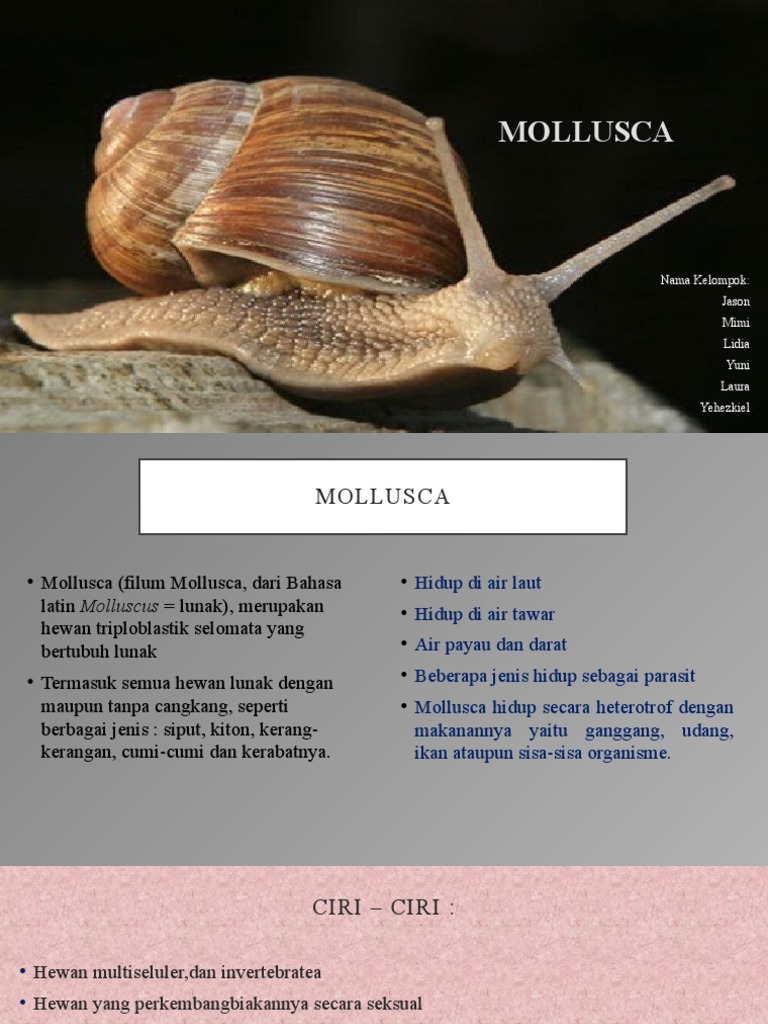 MOLLUSCA | PDF | Sains & Matematika