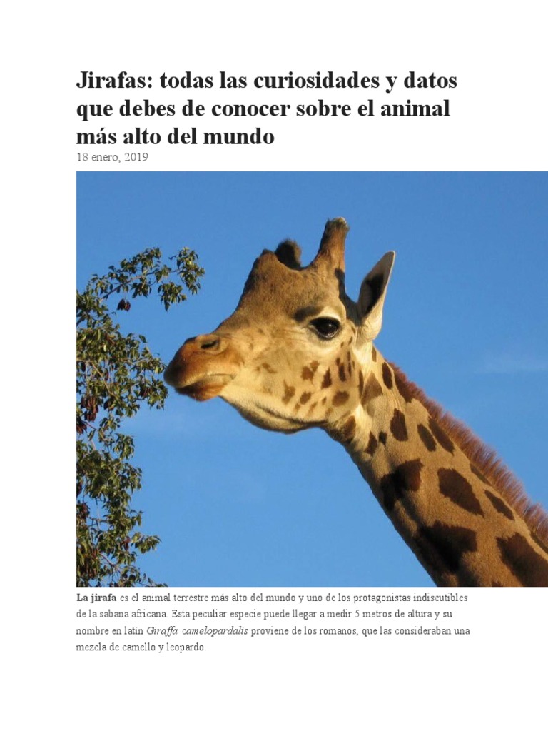 Jirafas | PDF