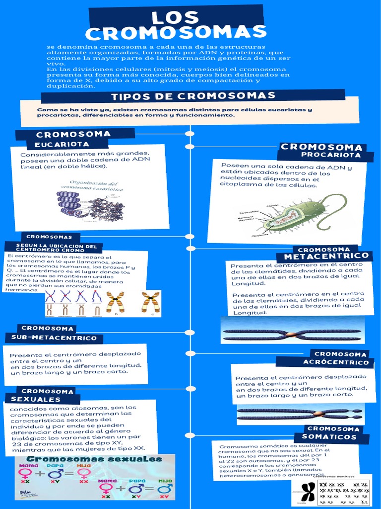 Cromosomas Informe Ultimo | PDF | Cromosoma | Biología Celular)