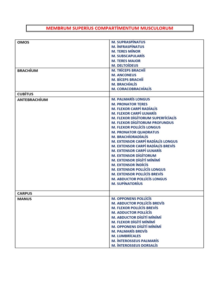 Membrum Superi̇us Comparti̇mentum Musculorum | PDF | Thumb | Elbow