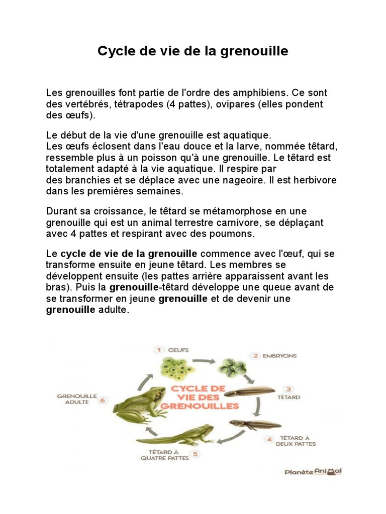 Cycle de Vie de La Grenouille | PDF