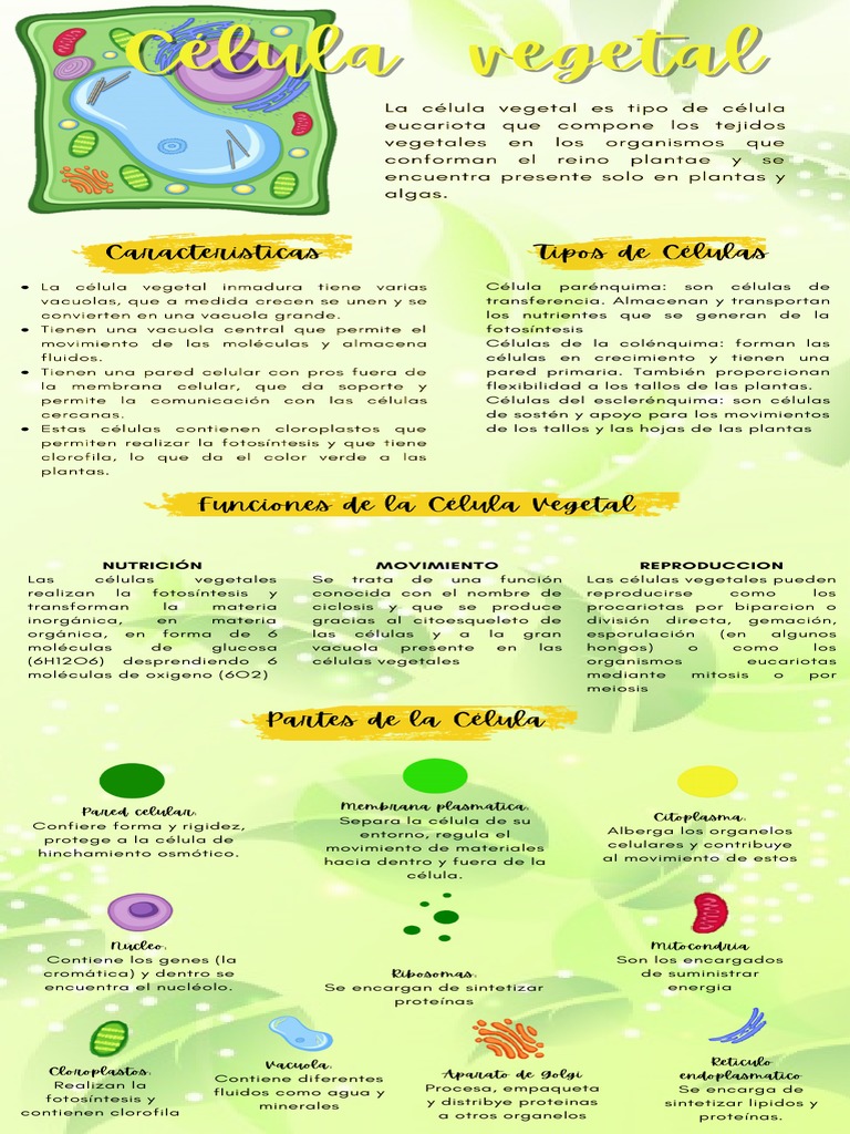 Infografía sobre la célula vegetal | PDF | Biología Celular) | Plantas