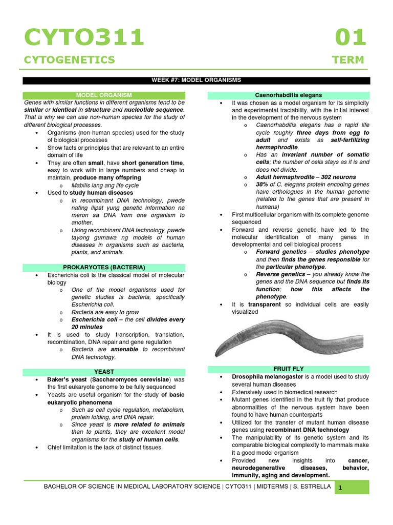 Cyto311 Lec - Week 7 - Model Organisms | PDF