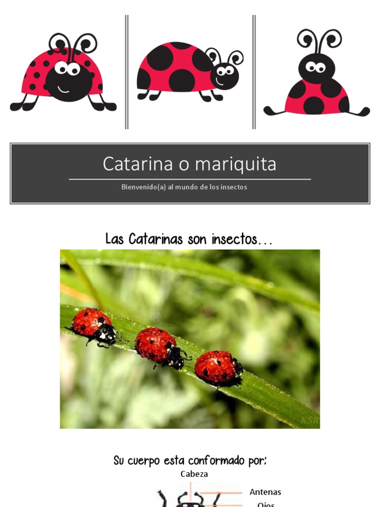 Características de la Catarina | PDF