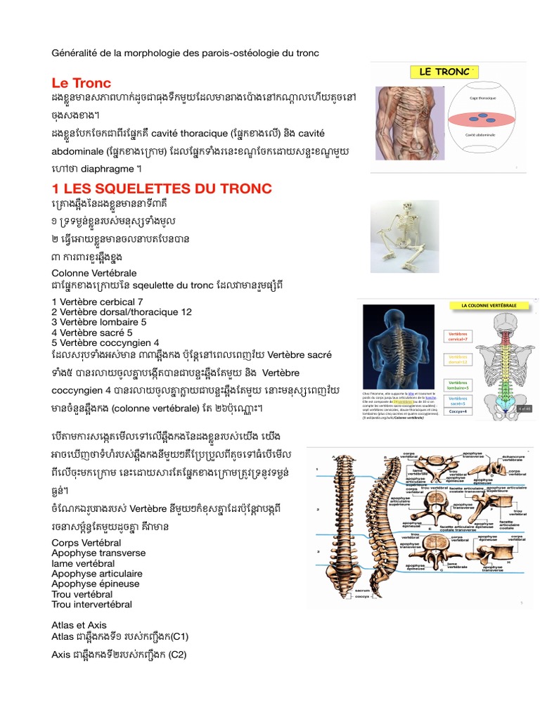 Anatomie Du Tronc | PDF