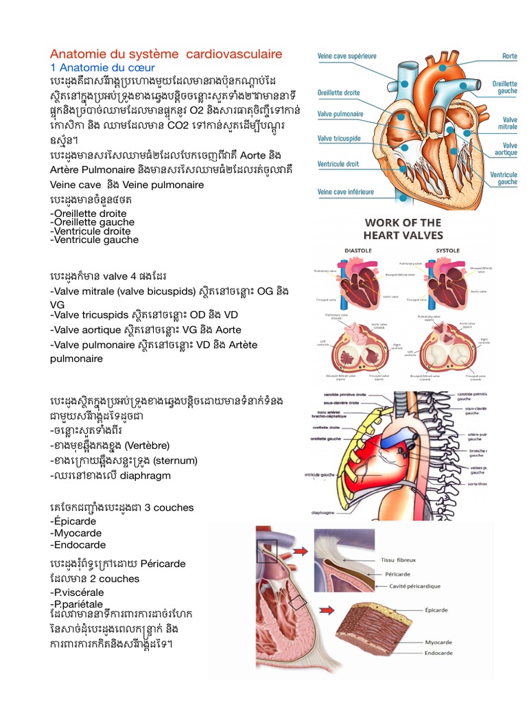 Anatomie Du Système Cardiovasculaire | PDF