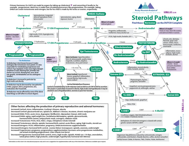 Steroid Pathways | PDF | Progesterone | Adrenal Gland