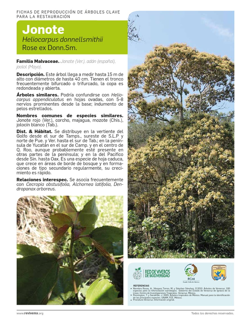 Características Del Jonote En Veracruz Pdf Hoja Flores