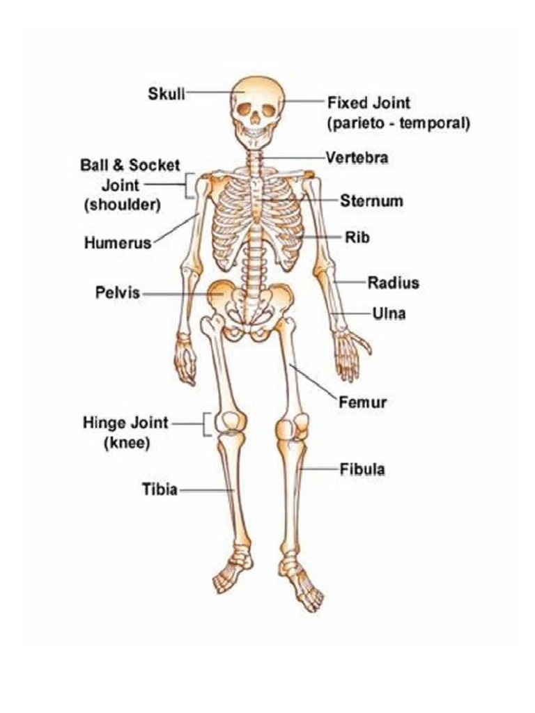 Parts of Skeletal System | PDF