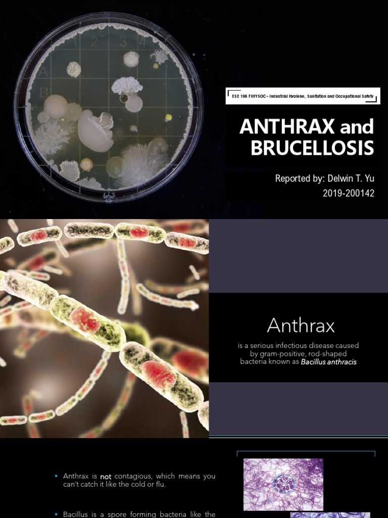 ANTHRAX and BRUCELLOSIS | PDF | Anthrax | Medical Specialties