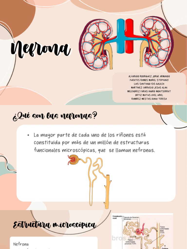 Nefronaa | PDF | Riñón | Especialidades Medicas