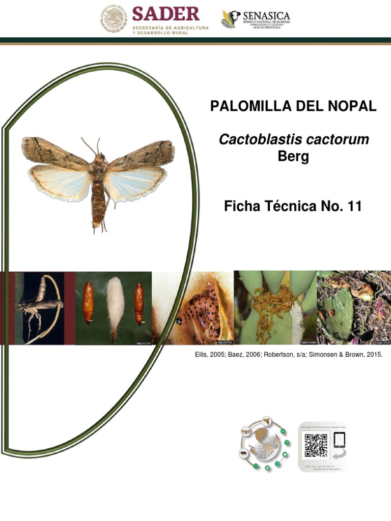 Ficha Técnica de Palomilla Del Nopal | PDF | México | Plaga (organismo)