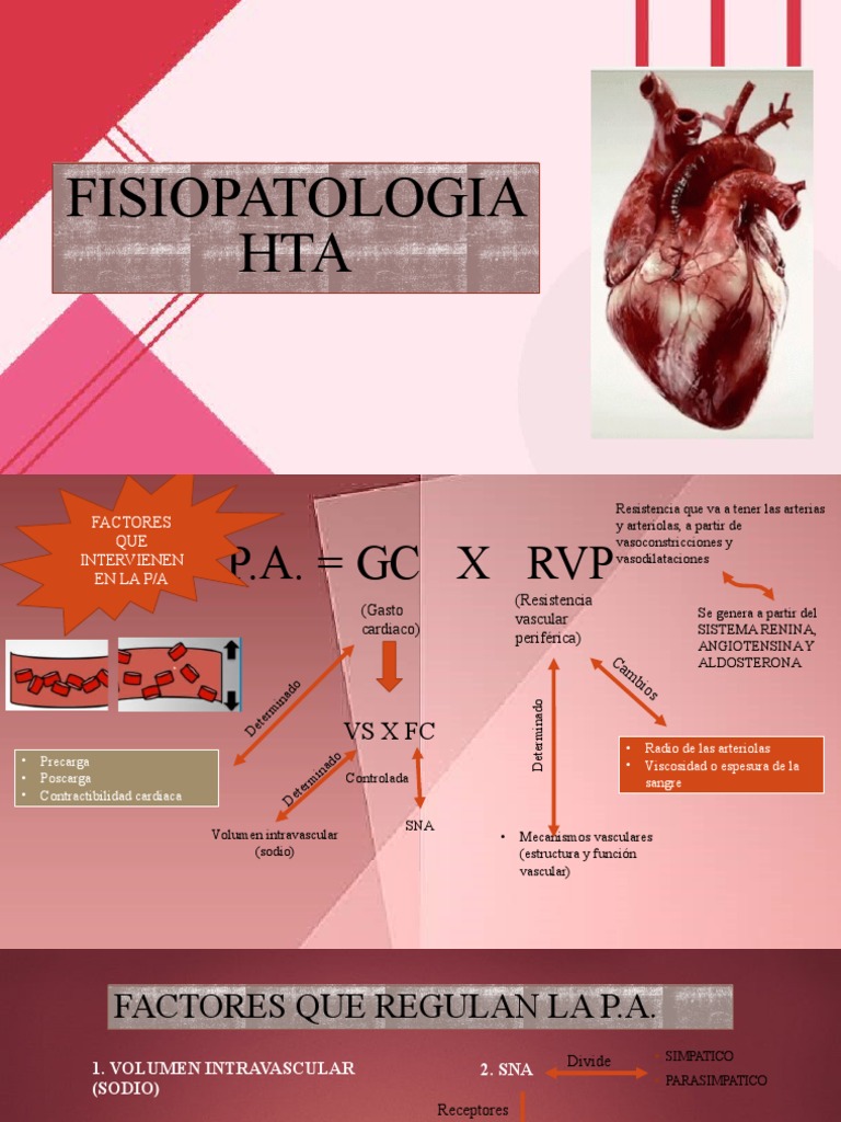 Fisiopatologia Hta | PDF | Angiotensina | Fisiología