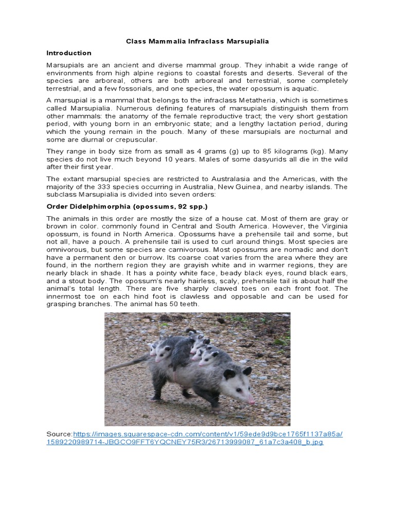 Class Mammalia Class Marsupiala | PDF | Marsupials | Vagina