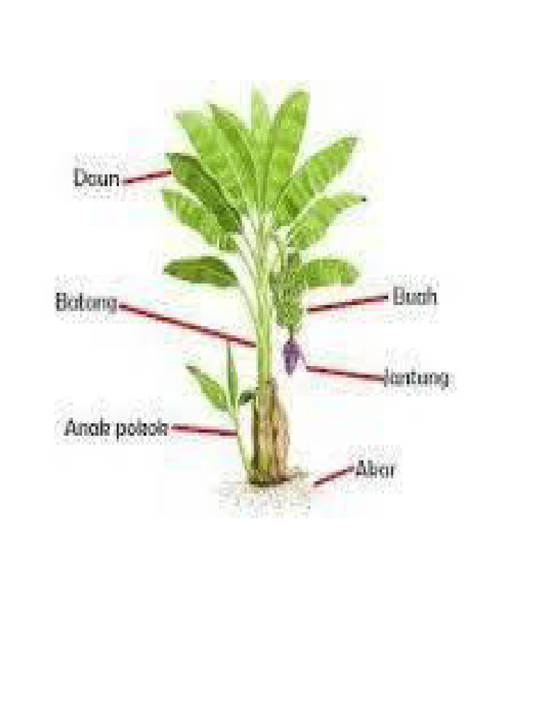 Pohon Pisang | PDF