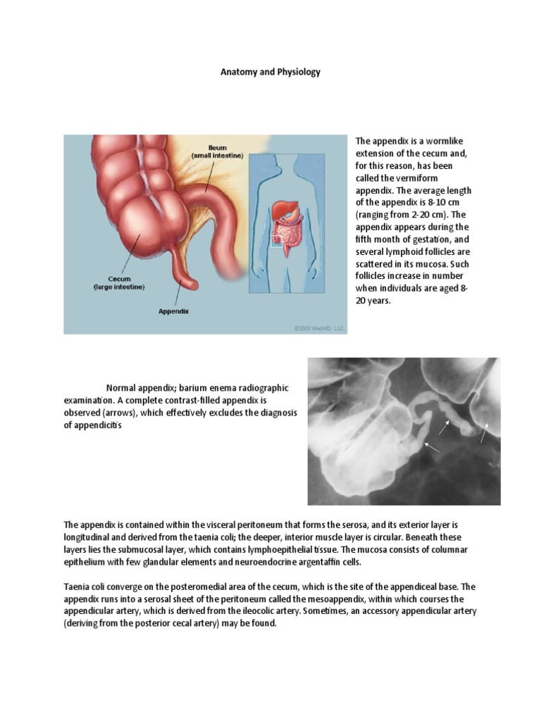 Medical Professionals' Appendix Guide | PDF | Lymphatic System ...
