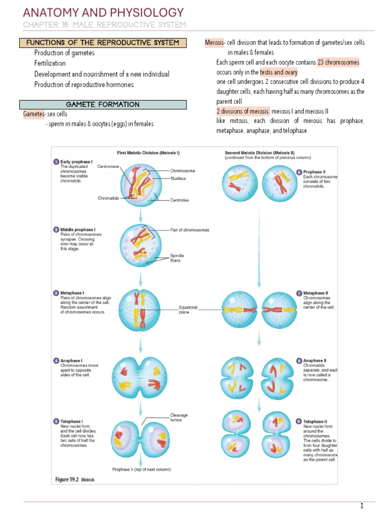 Male Repro Anatomy & Physiology | PDF | Testicle | Meiosis