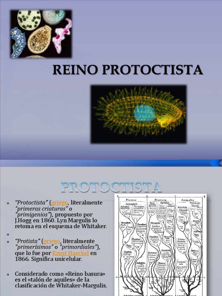 Reino Protoctista | PDF | Algas | Organismos