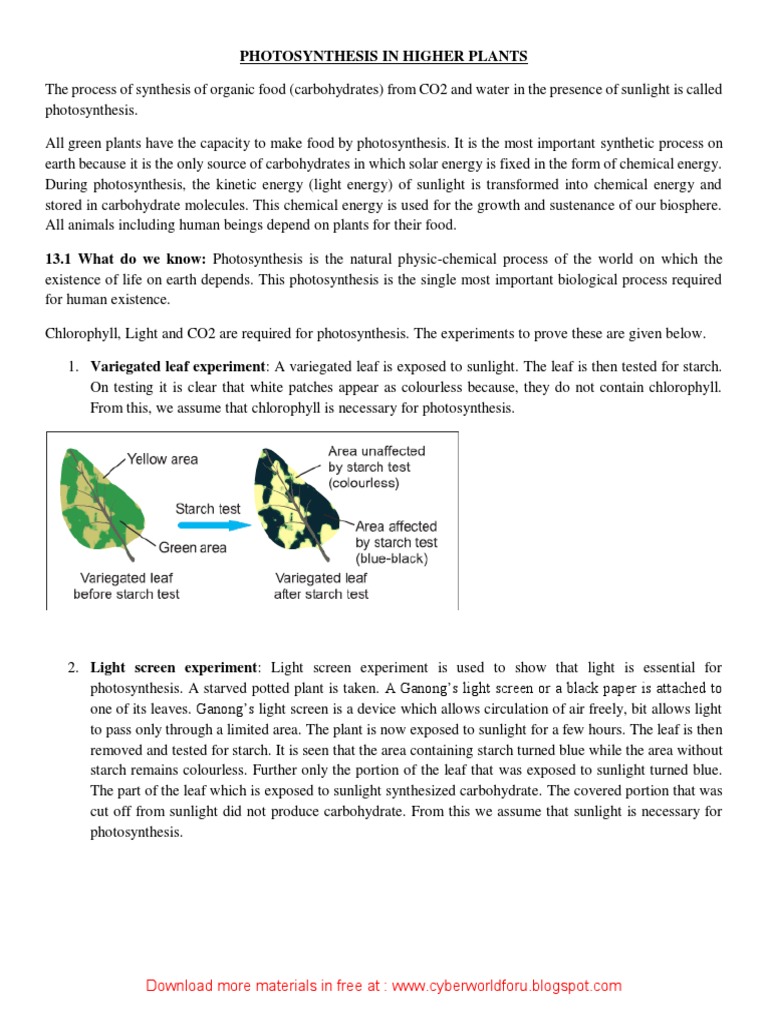 Photosynthesis in Higher Plants | PDF | Photosynthesis | Chlorophyll