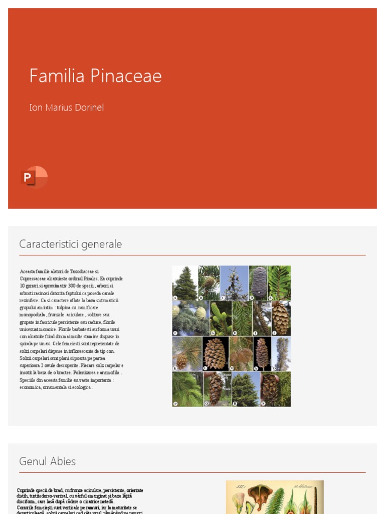 Familia Pinaceae | PDF
