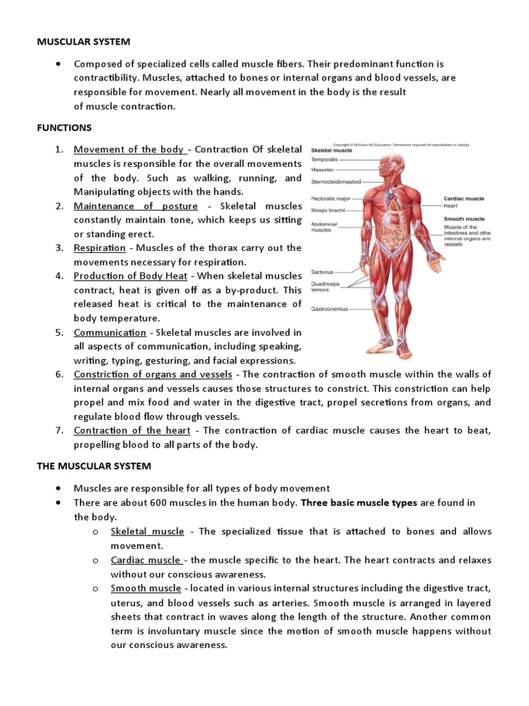 Overview of the Muscular System Functions | PDF | Muscle Contraction ...