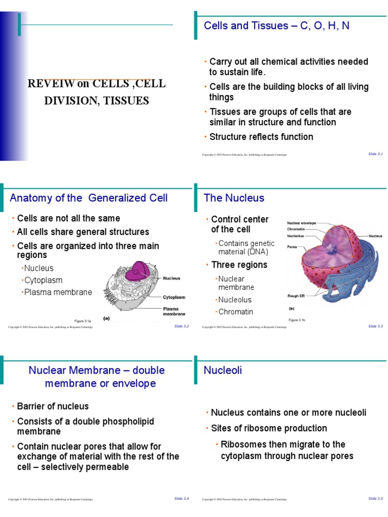 Anaphy Notes, I - Cells, Cell Division and Tissue | PDF | Epithelium | Connective Tissue
