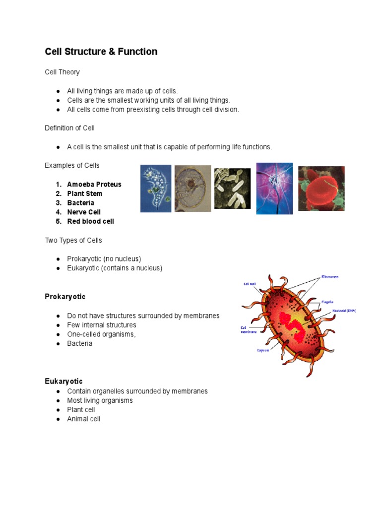 Cell Structure Function | PDF | Cell (Biology) | Cell Nucleus