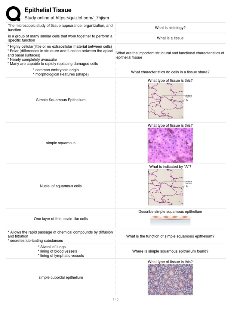 Epithelial Tissue | PDF | Epithelium | Morphology (Biology)