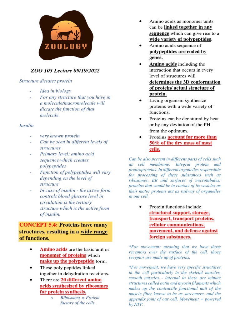 ZOO 103 Lecture 09 19 Proteins | PDF | Protein Structure | Proteins