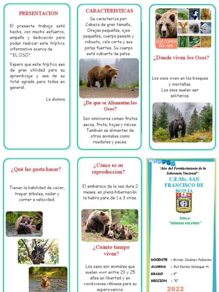 Triptico El Oso | PDF | Osos | Organismos