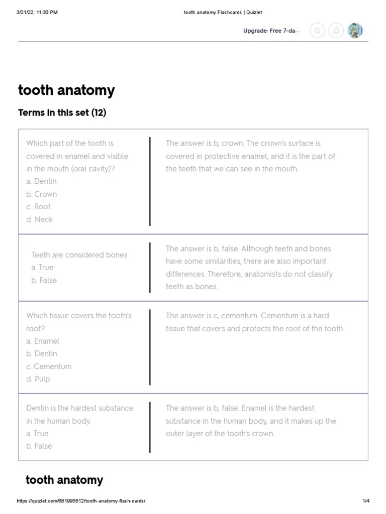 Tooth Anatomy Flashcards | PDF | Human Tooth | Dentin