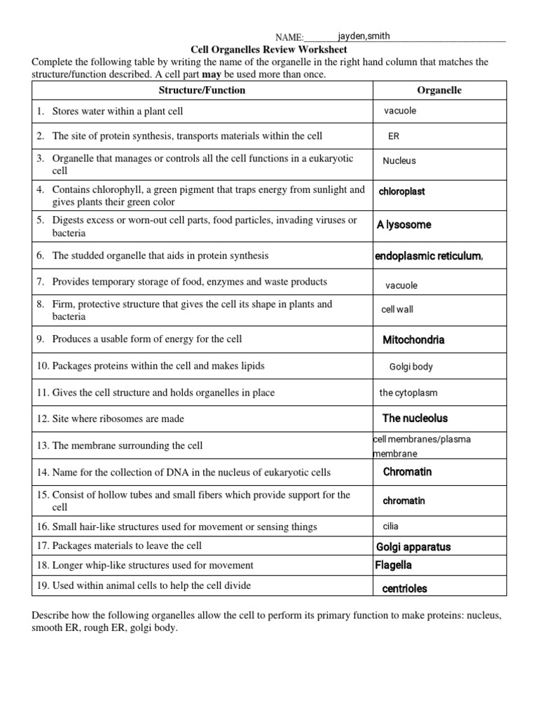 Cell Organelles Review Worksheet | PDF | Home & Garden | Science ...
