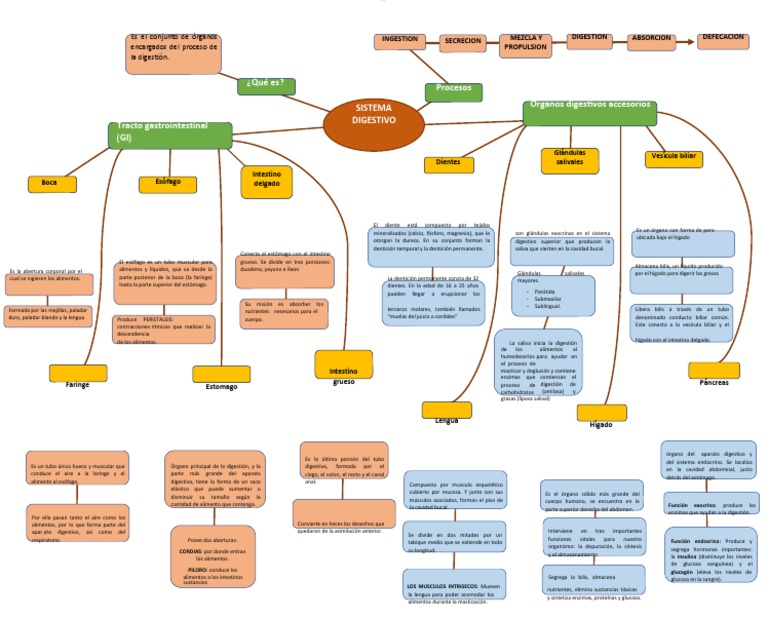 Mapa Conceptual Del Sistema Digestivo Pdf Sistema Digestivo Humano