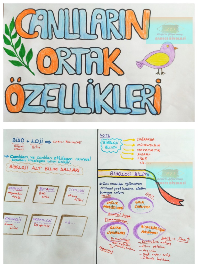 9.sinif Biyoloji Canlilarin Ortak Ozellikleri Ders Notlari | PDF