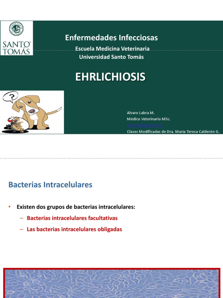 Síntomas de Ehrlichiosis en Perros | PDF | Epidemiología ...