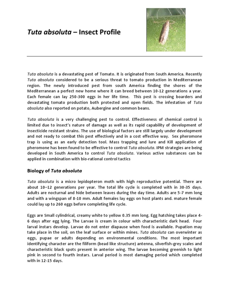 Tuta Absoluta - Insect Profile | PDF | Biological Pest Control ...