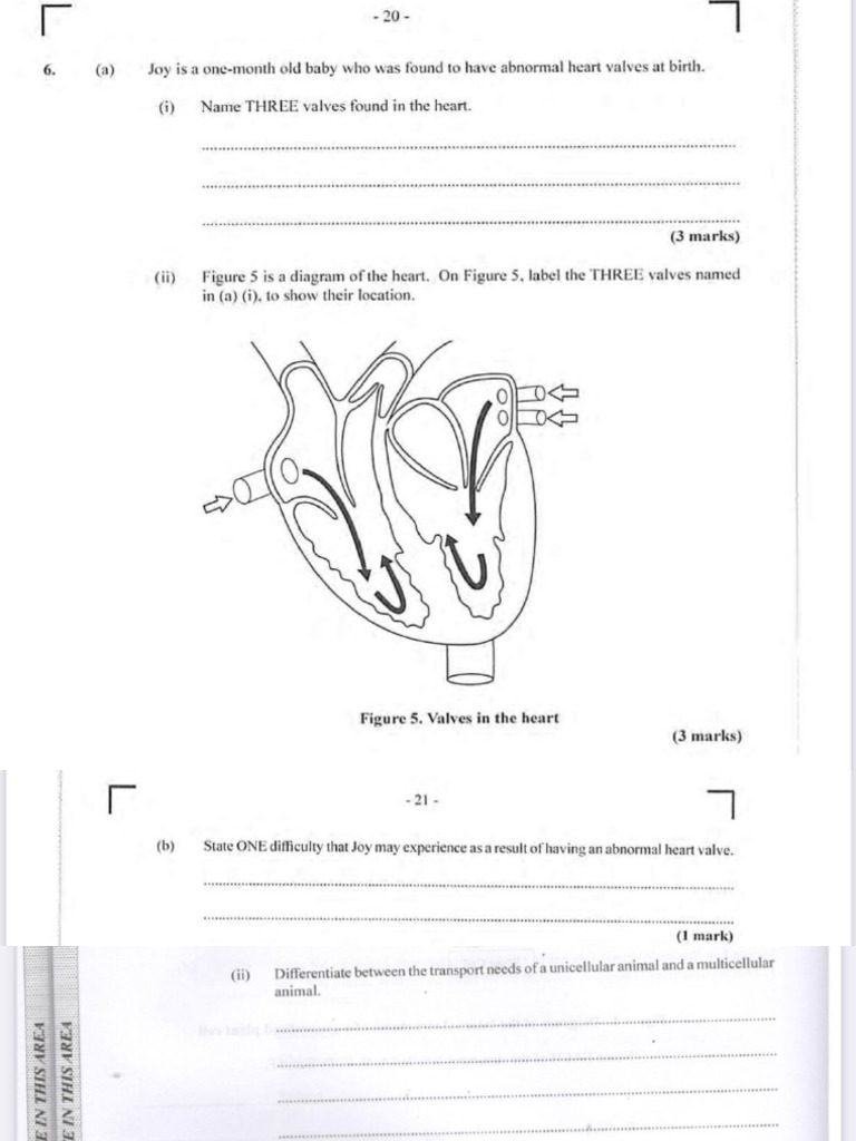 Transport in Humans - CSEC Past Paper Questions | PDF