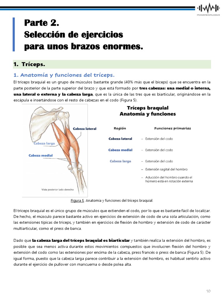 Ejercicios Efectivos para Tríceps | PDF | Codo | Hombro
