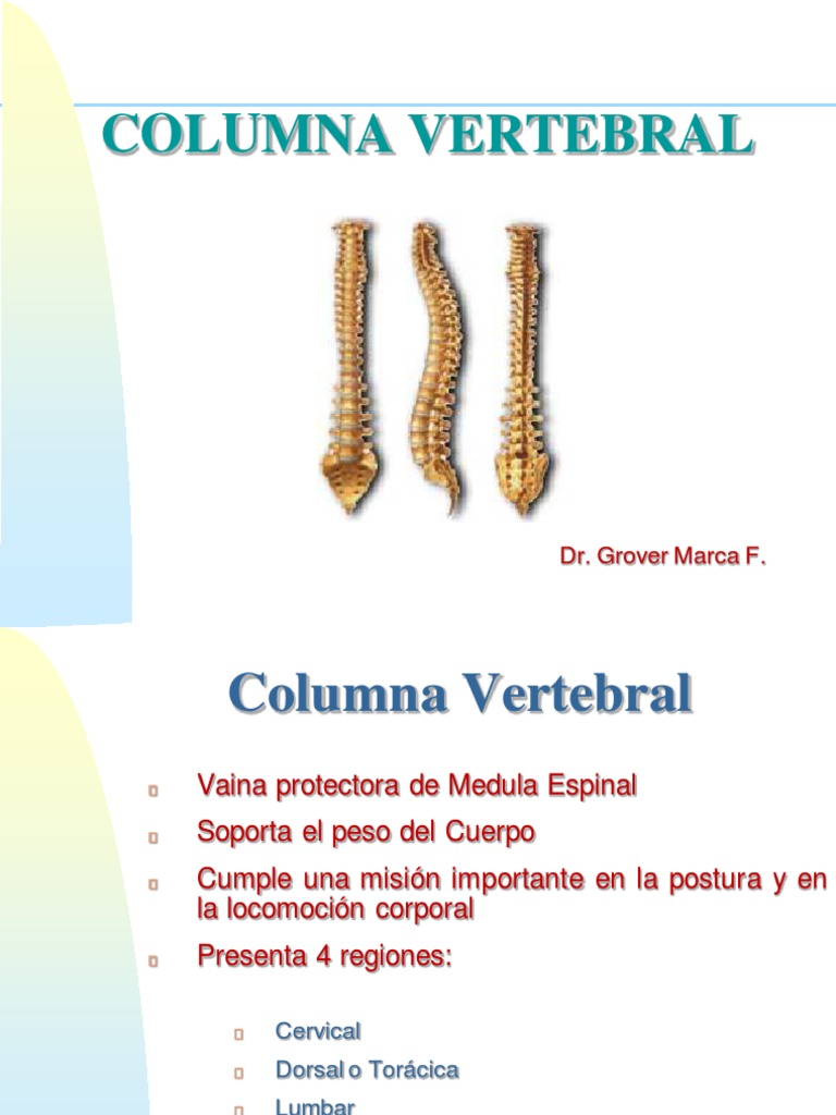 Huesos Columna Vertebral | PDF | La columna vertebral | Vértebra