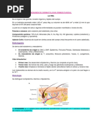 Anatomía de La Piel y Anexos | PDF | Piel | Epidermis