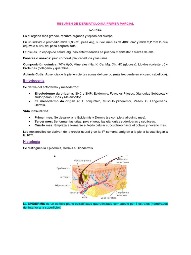 Resumen de Dermatologia Actualizado | PDF | Piel | Epidermis